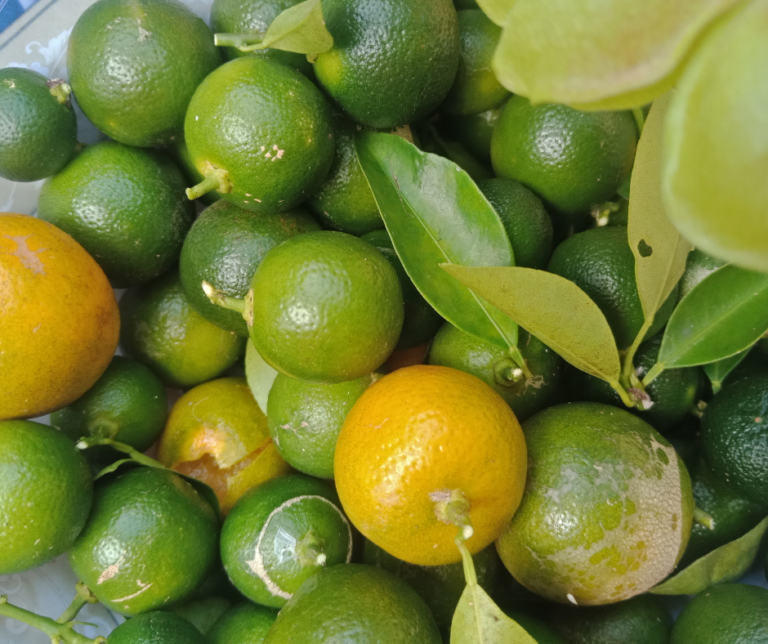 Kalamansi: How a tiny Philippine citrus became Kalamansi Collective’s ...